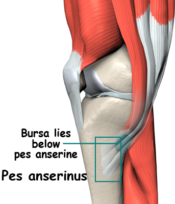 Thinner Jennifer: Pes Anserinus Tendon