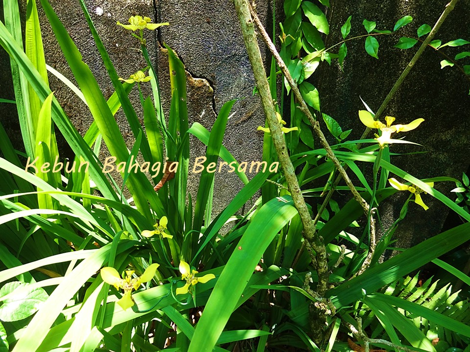 Ide 20+ Bunga Iris Kuning, Gambar Bunga