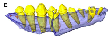 Mesozoic Musings at Jurassic Forest: September 2012