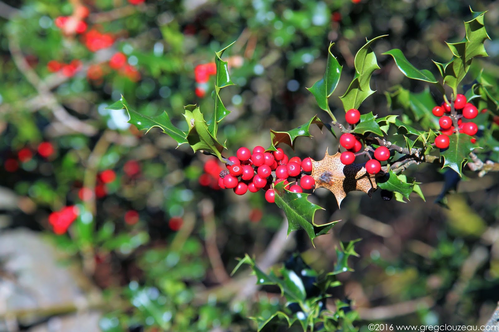 Connaissez-vous les vrais et faux houx de Fontainebleau ...