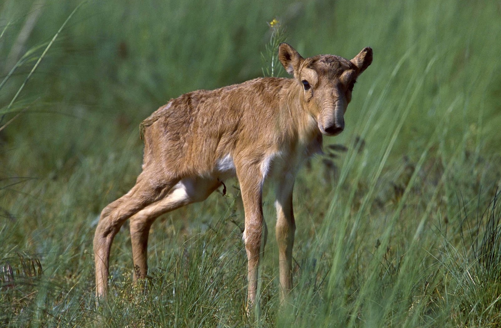 save nature animal: The Saiga Antelope