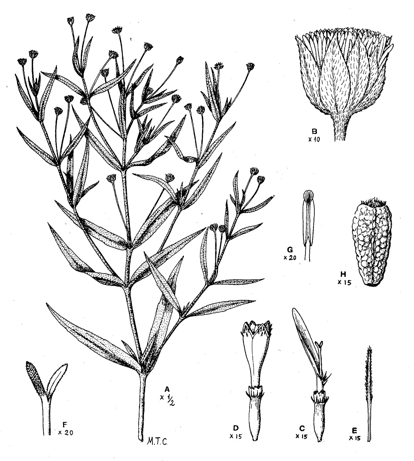 Malezas Comestibles: Eclipta