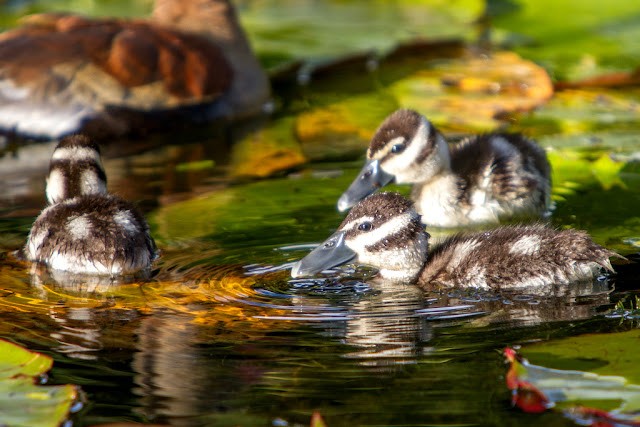 Bellas Aves de El Salvador: Dendrocygna autumnalis (pichiche o pishishe ...