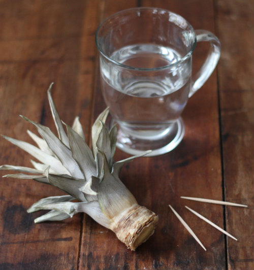 How To: Plant & Grow a Pineapple Top | 17 Apart