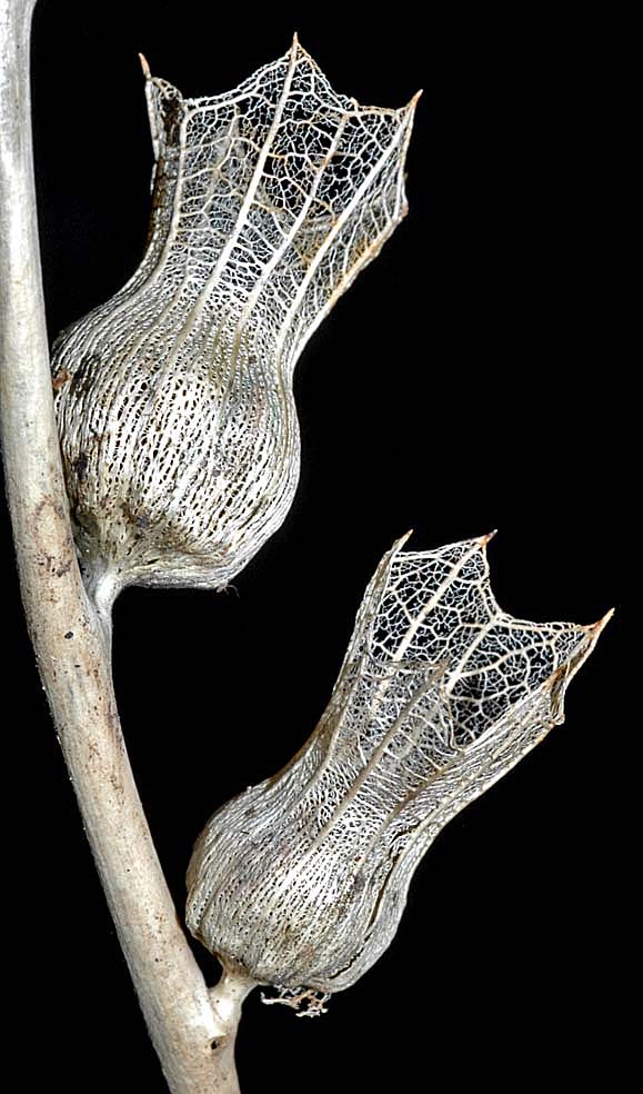 CABINET OF CURIOSITIES: Skeletons.....