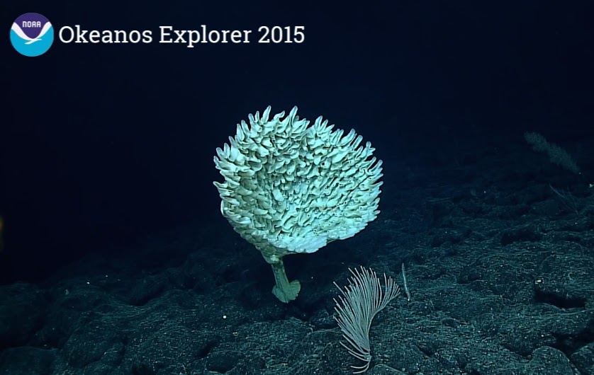 The Echinoblog: Deep-Sea Glass Sponges of the Hawaiian Islands! Okeanos ...