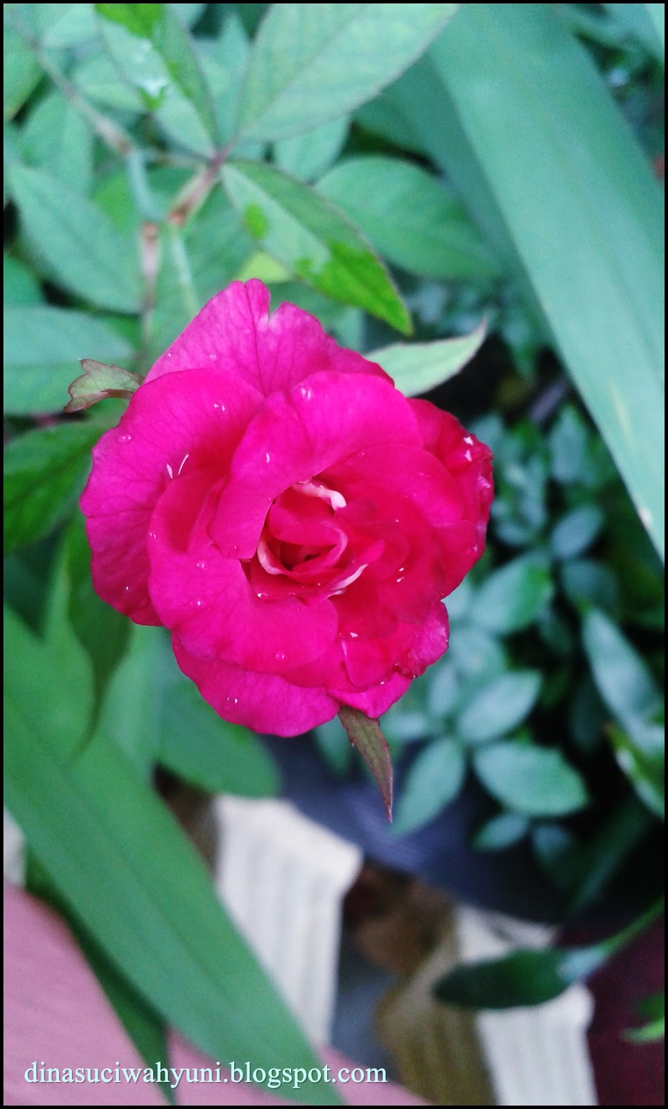 KLASIFIKASI ILMIAH BUNGA MAWAR DAN MANFAAT AIR MAWAR UNTUK KECANTIKAN ...