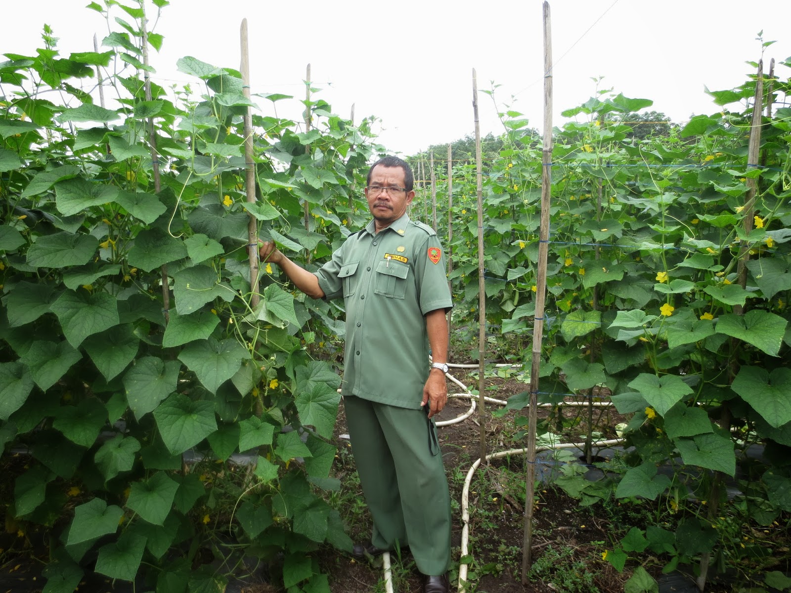 BUDIDAYA TANAMAN ORGANIK Ghost Dua Tani: BUDIDAYA MENTIMUN ATAU TIMUN ...