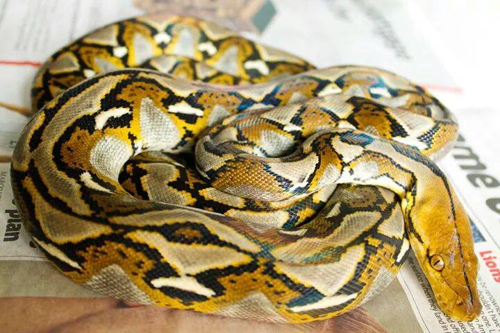 Jual Ular retic baby bali | Hewan Indonesia dan Jual Beli