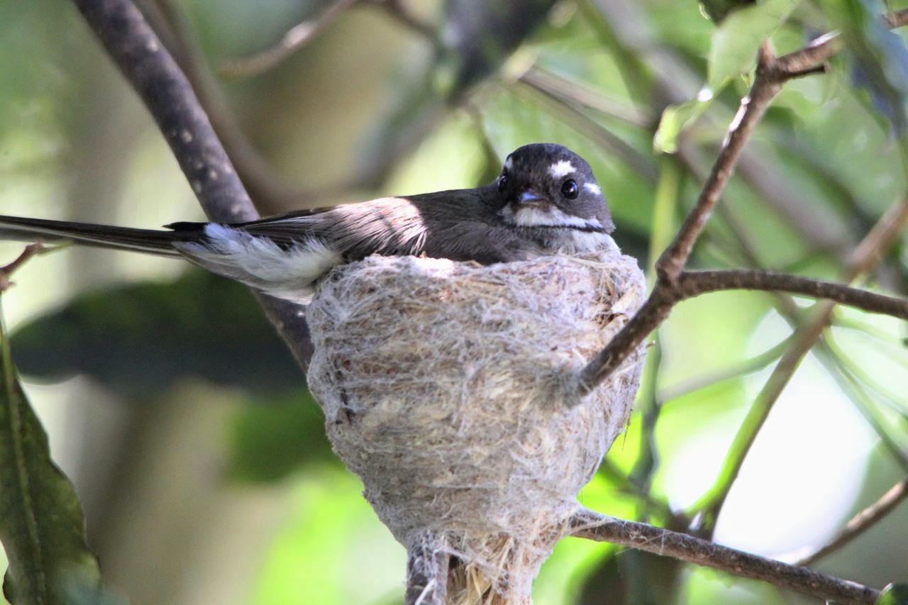 Pete's Flap Birding Aus: Grey fantail nest building, Phillip Island birds