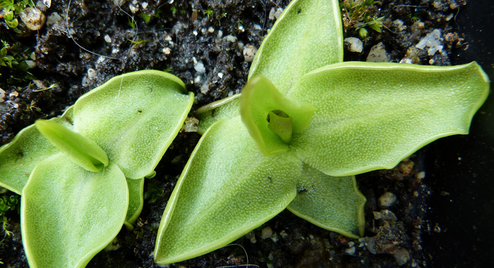 Carnivorous Plants: Carnivorous Plants of the British Isles