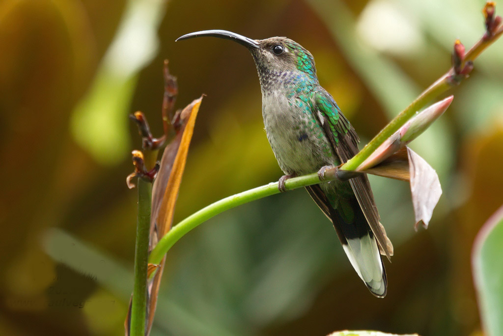 Bellas Aves de El Salvador: Campylopterus hemileucurus (colibrí morado ...