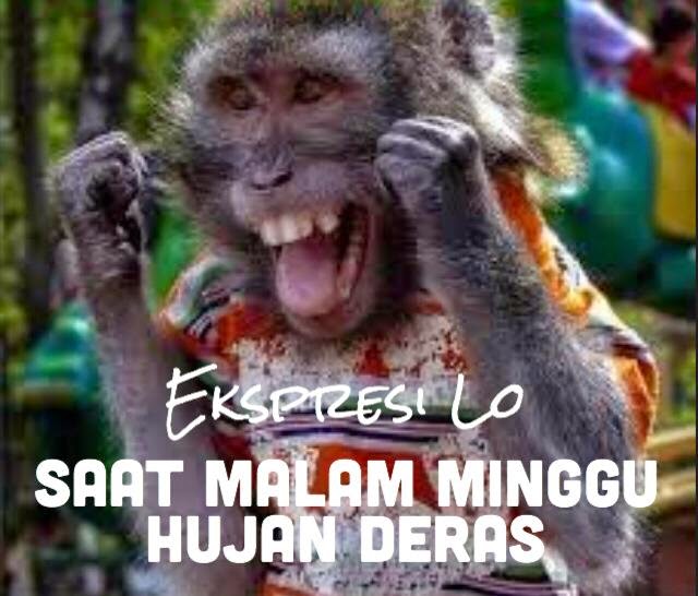 Kumpulan Meme Monyet | Kumpulan Meme Lucu