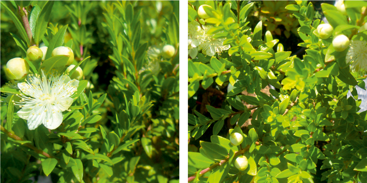 Flor de Murta: Murta