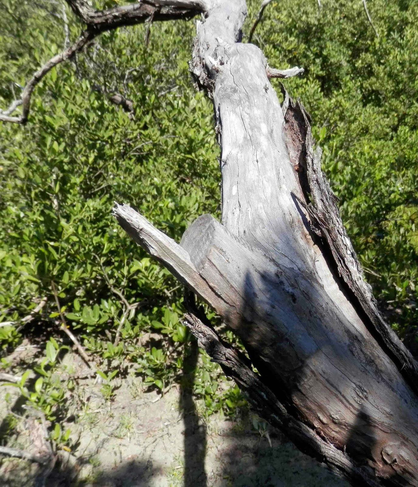 C & G : Smoked mullet: The PERFECT smoking wood for your home caught ...