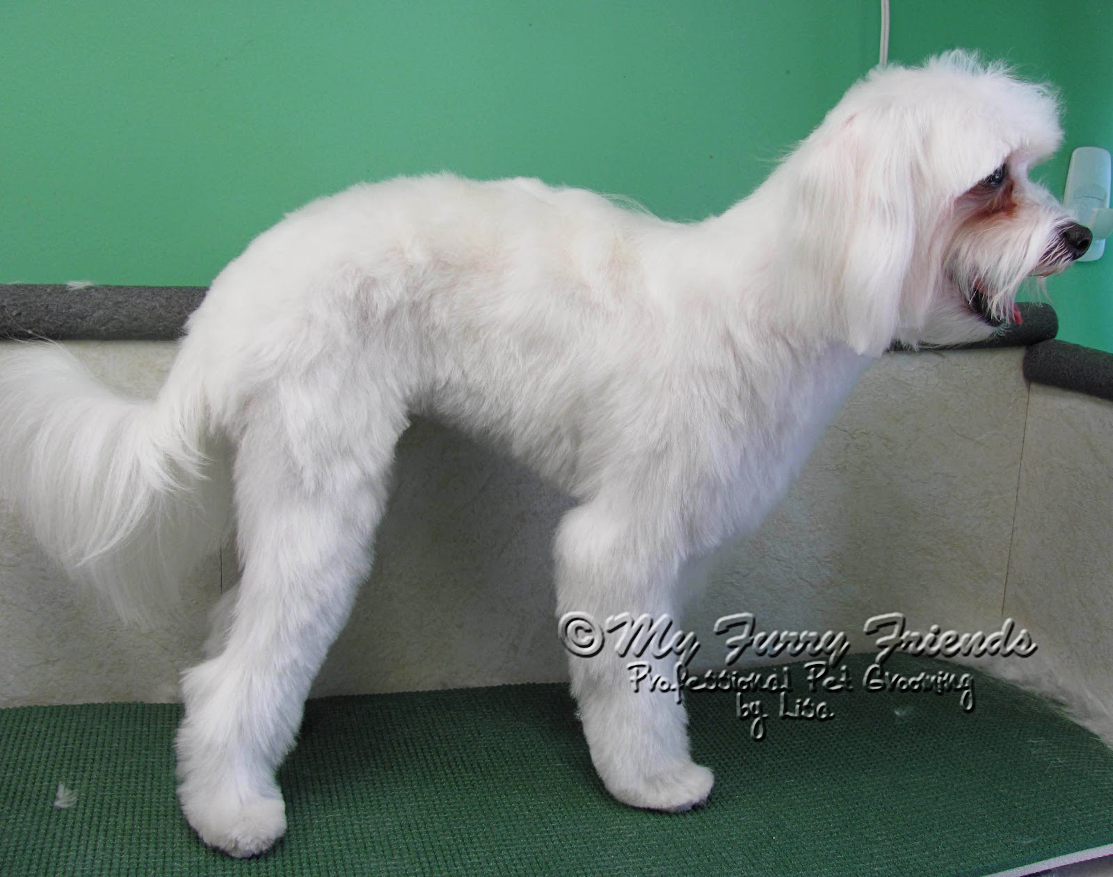 Pet Grooming: The Good, The Bad, & The Furry: Hand Scissoring