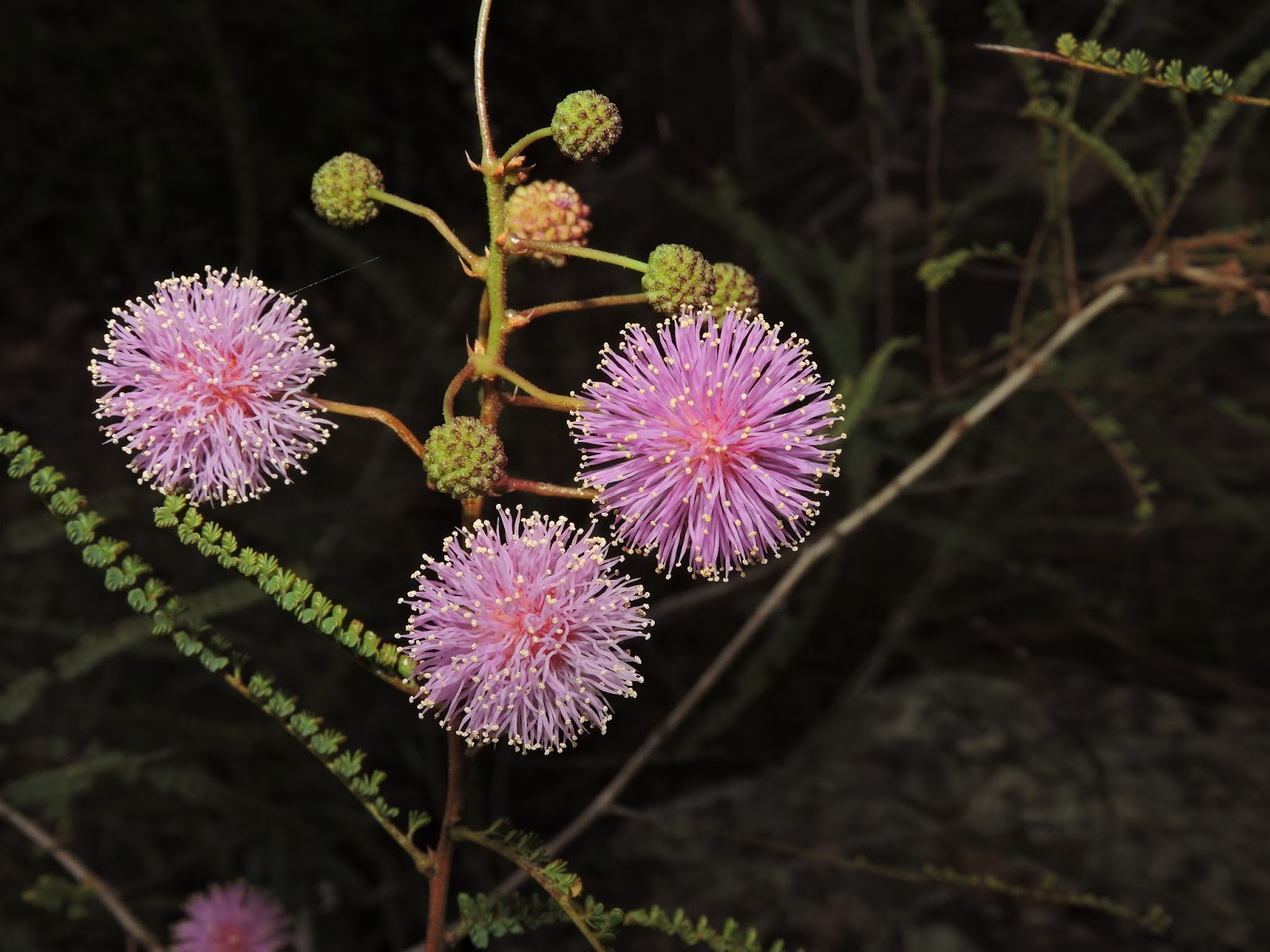 Fabaceae - Leguminosae no Brasil: Fabaceae - Mimosa blanchetii Benth.