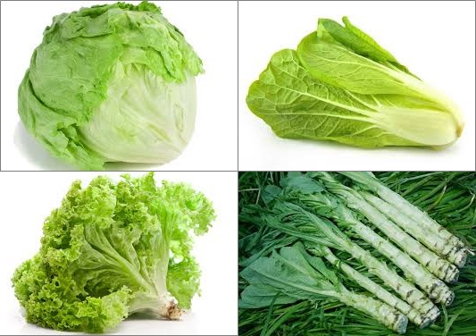 Vegetables And Fruits: LETTUCE (Lactuca sativa L.)