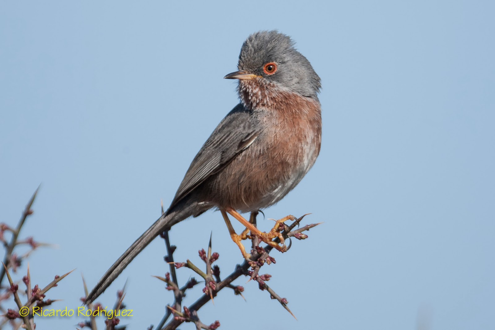 Aves Ricardo Rodriguez: Curruca rabilarga (Sylvia undata)