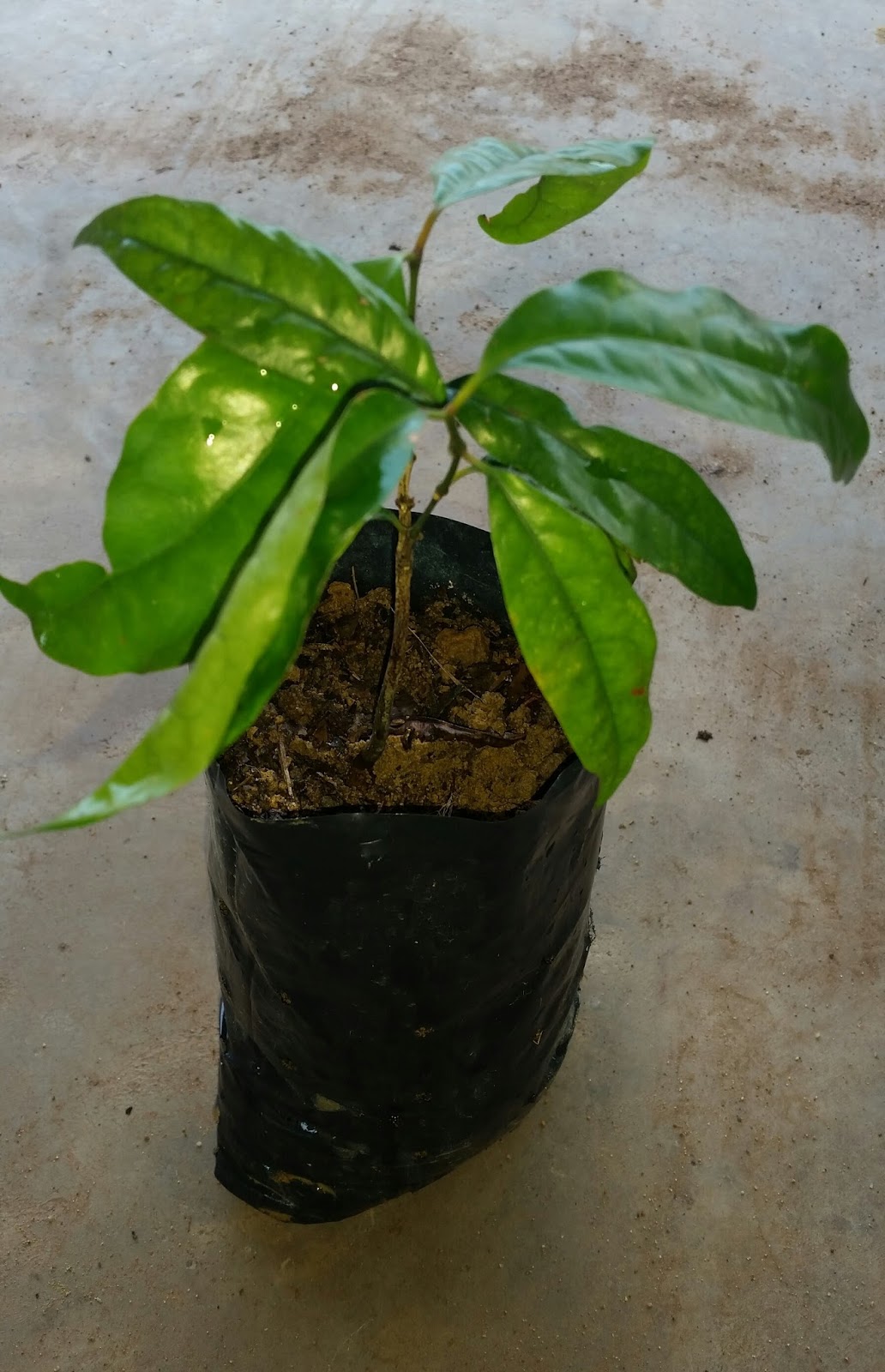 Warisan Petani: Pokok Belinjau.