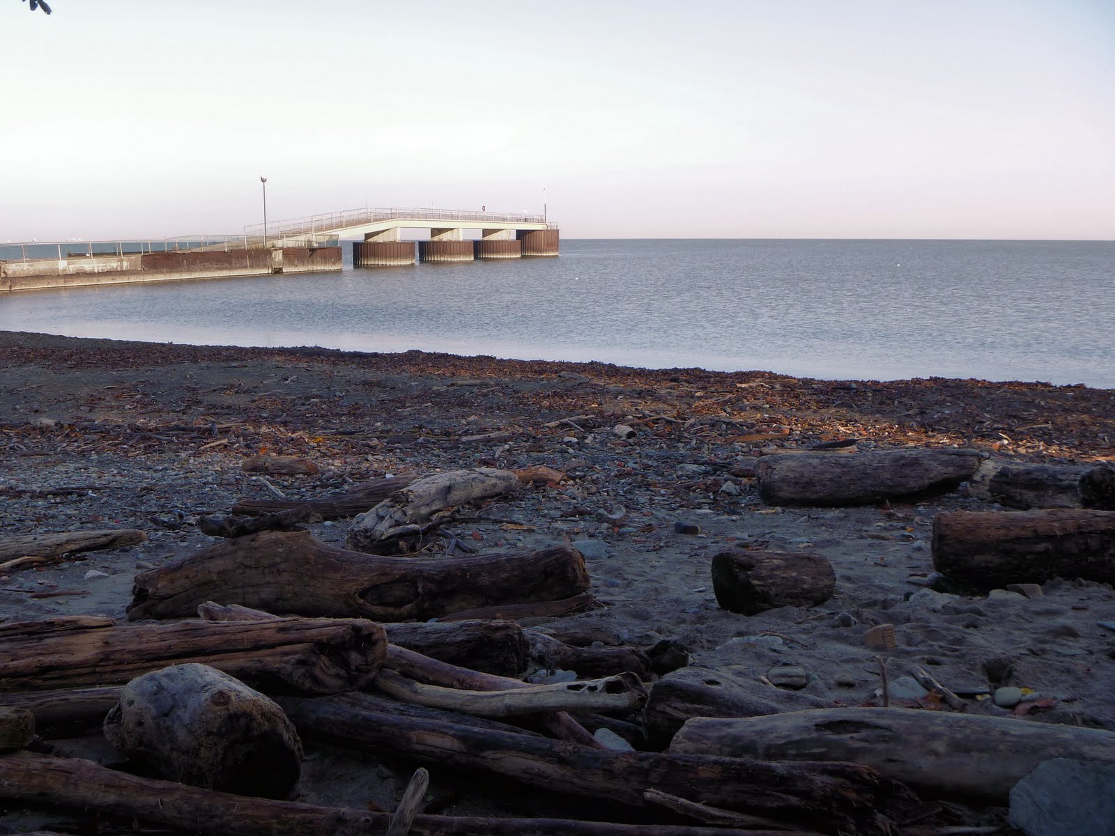 Birds from Behind : 11/01/2011 - 12/01/2011