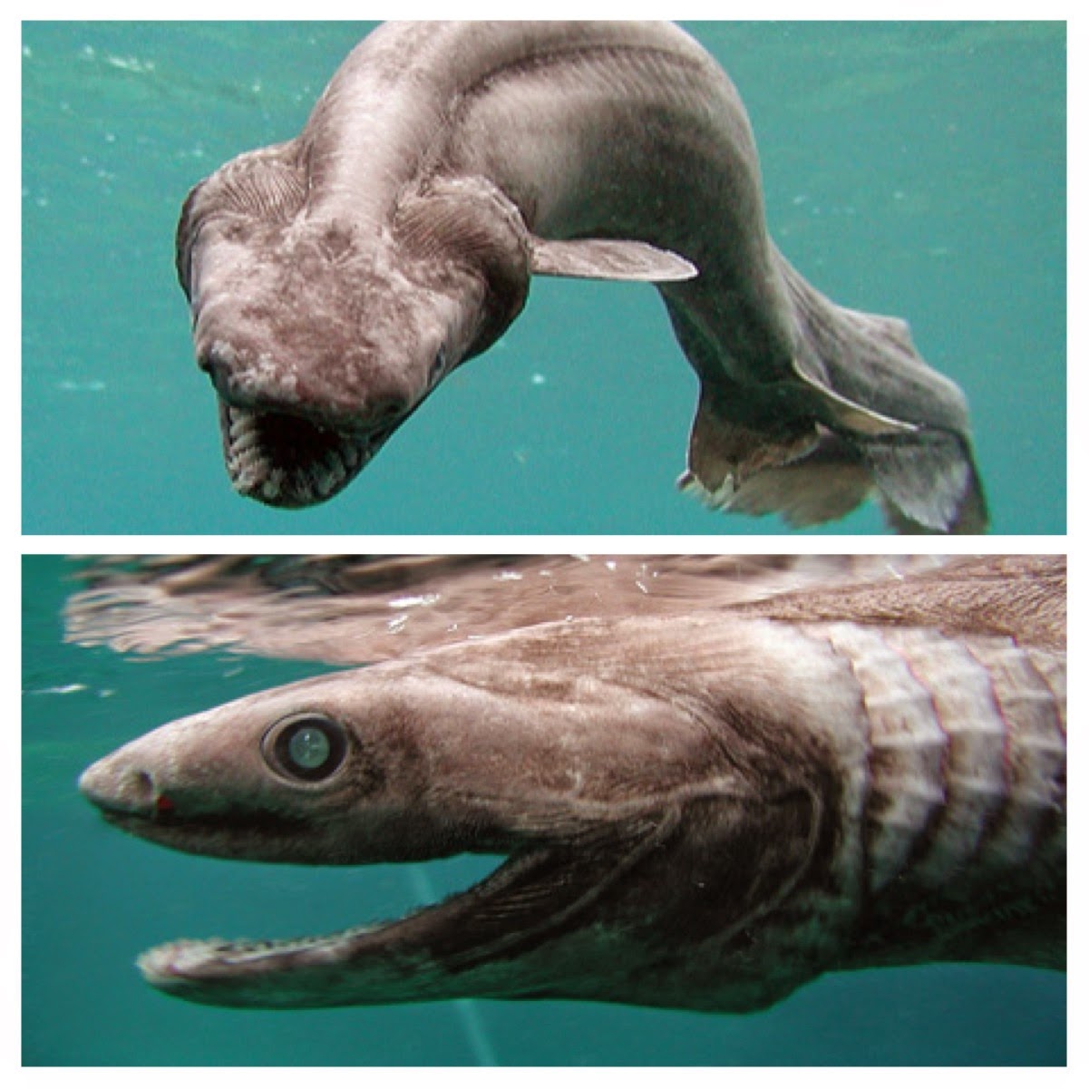 Phantoms and Monsters - Real Cryptid Encounter Reports - Fortean ...