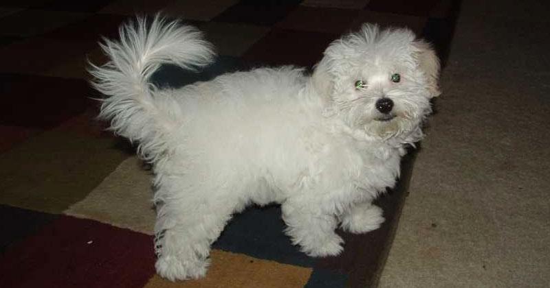 Catei De Vanzare: Bichon