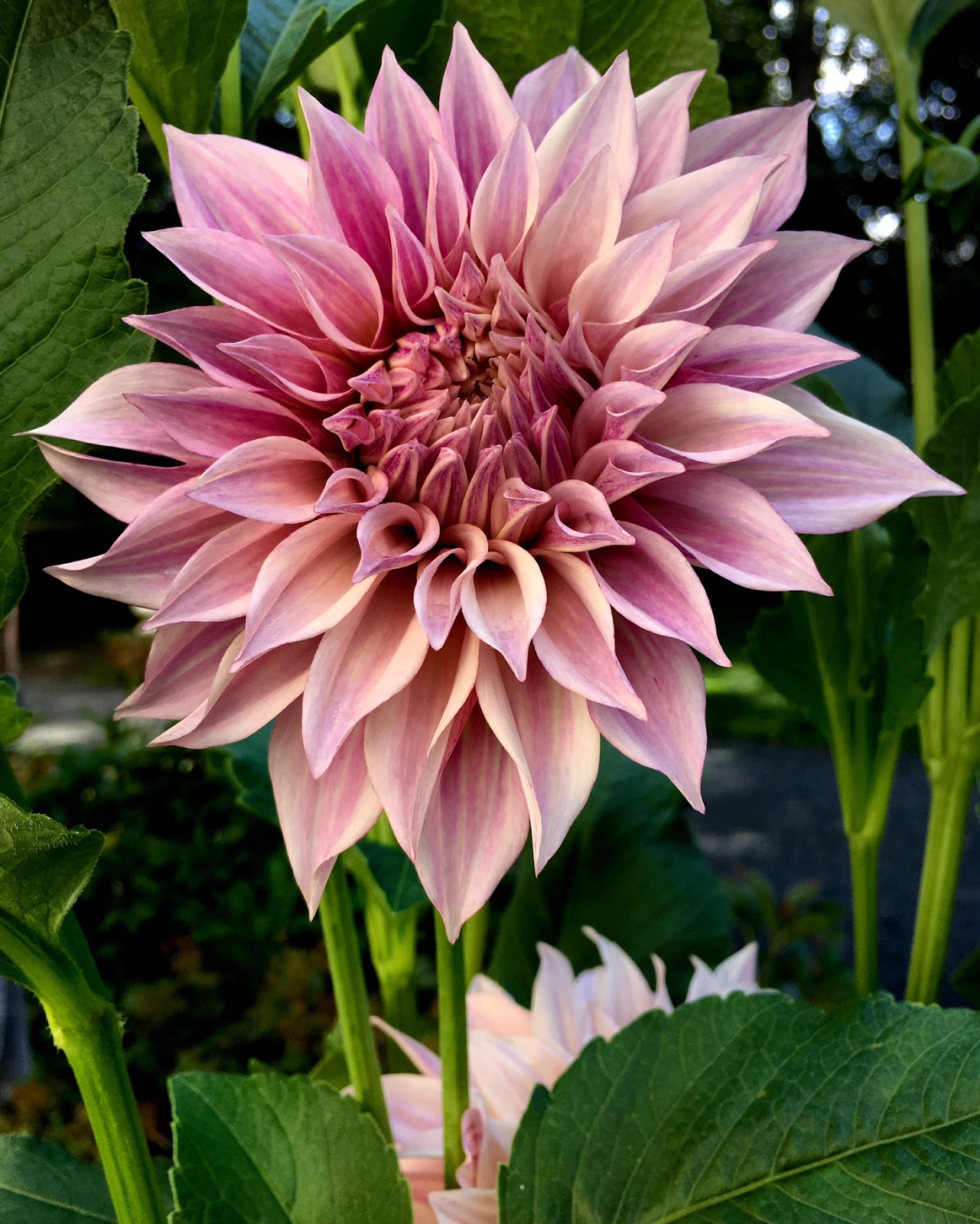 Content in a Cottage: Perfect Dahlia Flower