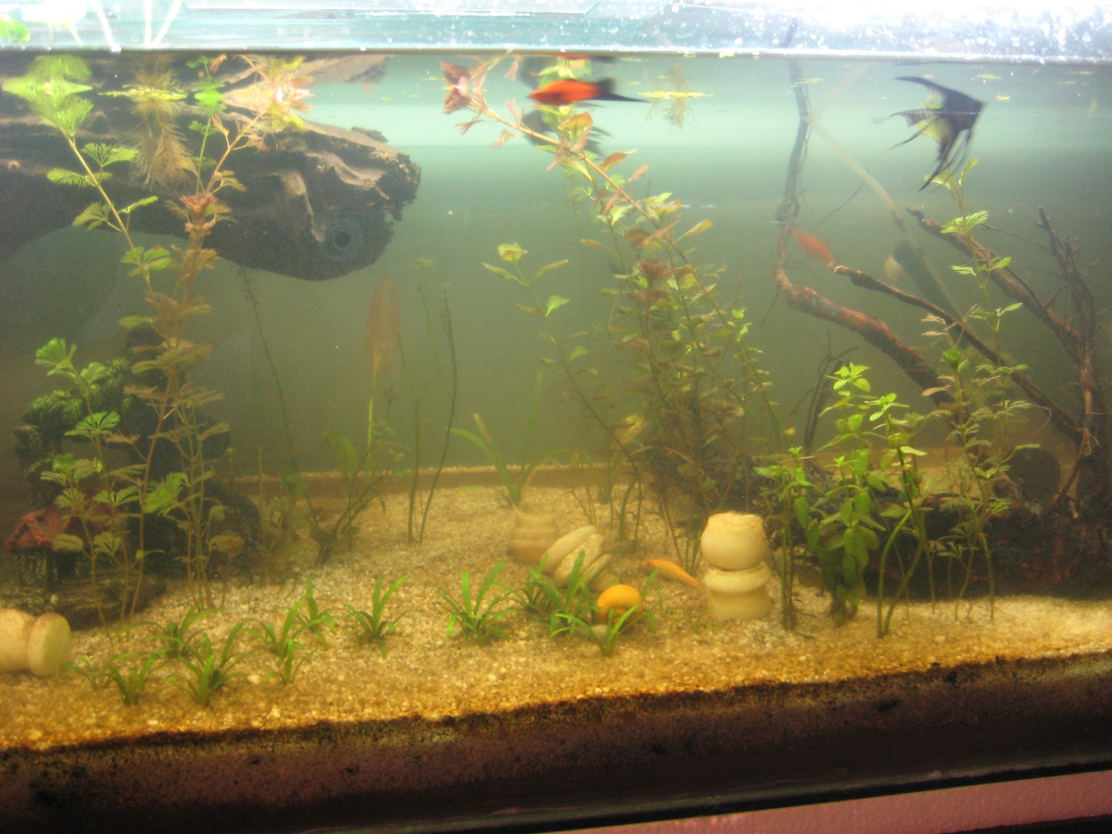 My Fresh Water Aquarium - Natural Planted Tank (Walstad Method ...