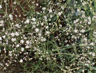 O meu mundo das plantas: Os segredos da Gipsofila