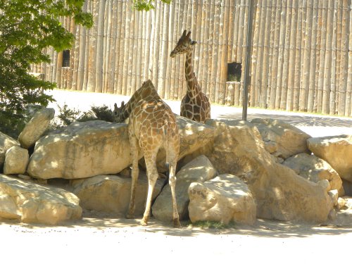 New Mexico Enchantment: Albuquerque Zoo