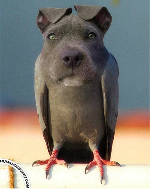 Design Stack: A Blog about Art, Design and Architecture: Surreal Animal ...