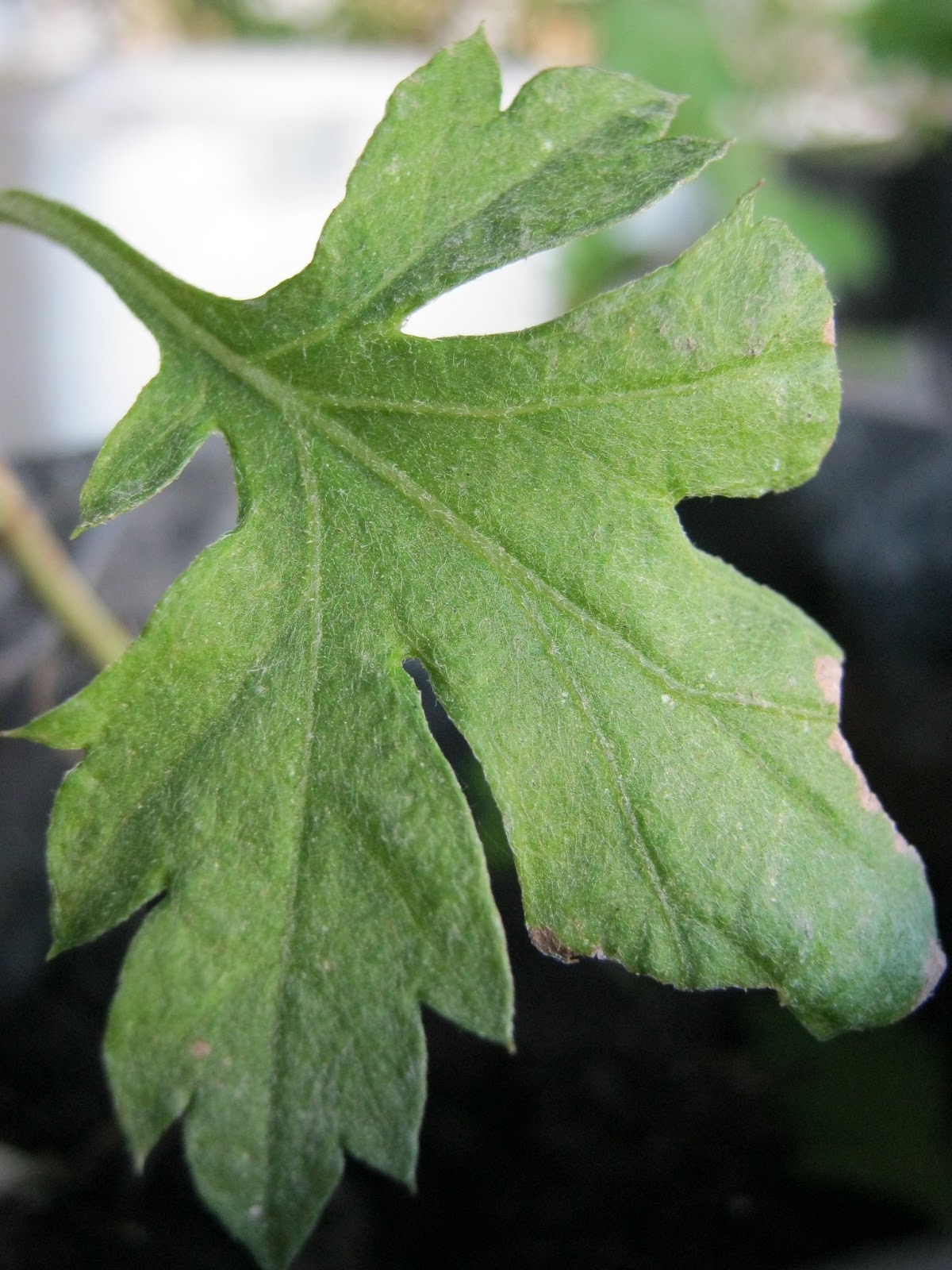 Herbal Tea and Juice - Enchanting Rivulet