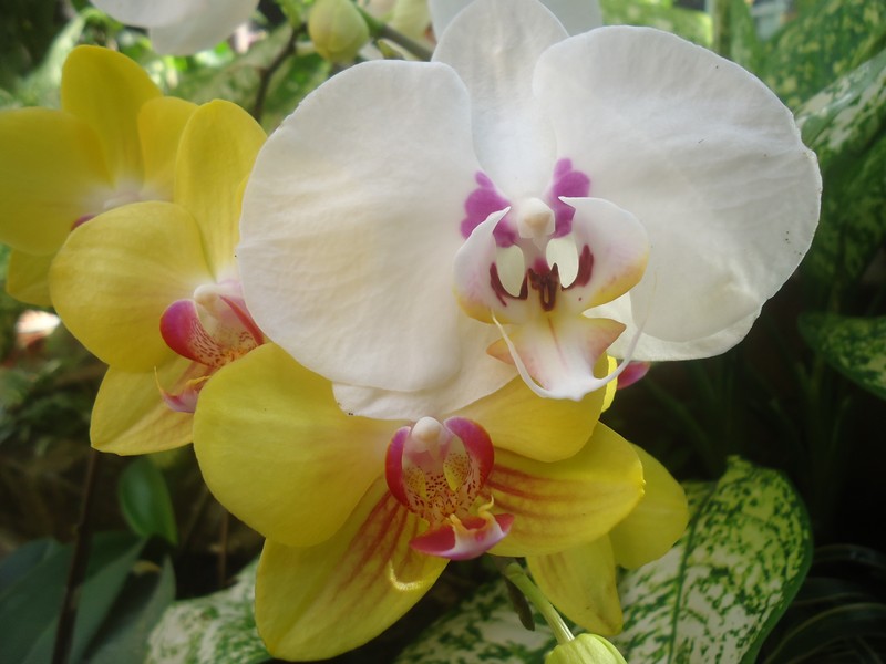 Panduan Lengkap Cara Merawat Bunga Anggrek Bulan Agar Berbunga Lebat ...