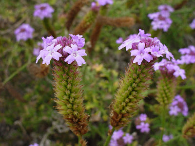 Mother Nature's Backyard - A Water-wise Garden: Plant of the Month ...