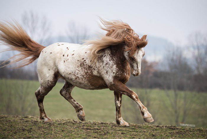 Tacchi a Cavallo: The Knabstrupper horse at Fieracavalli Verona 2015