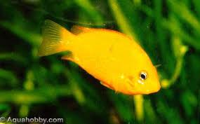 FreshwaterOrnamentalFish: Orange Chromide (Etroplus maculatus)