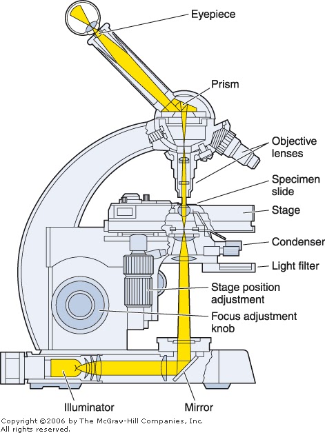 De Histology: Preparation of Tissues for Microscopic Examination