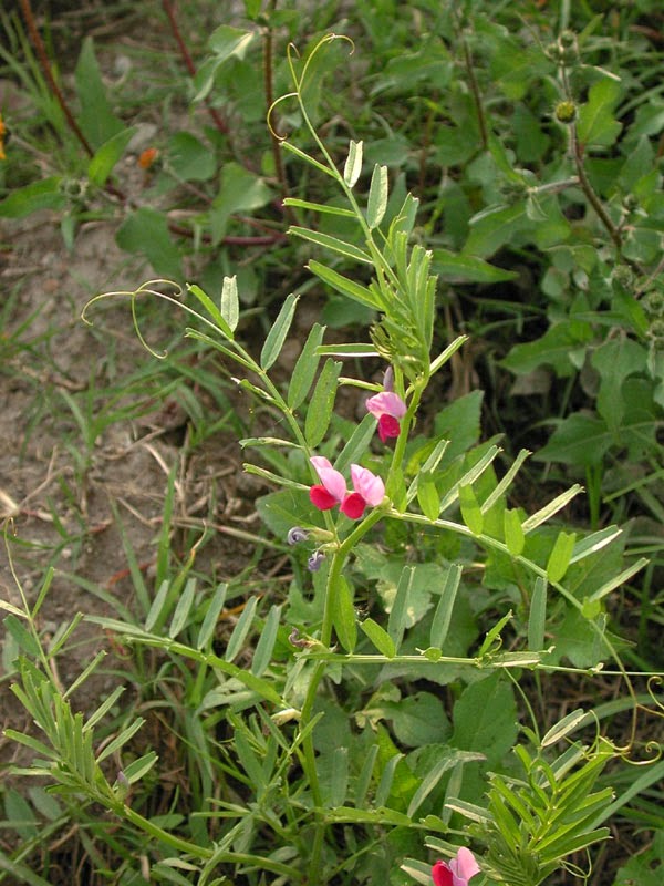 solitary dog sculptor: Botany - Botanica: Vicia - sp. Sativa - 20 ...