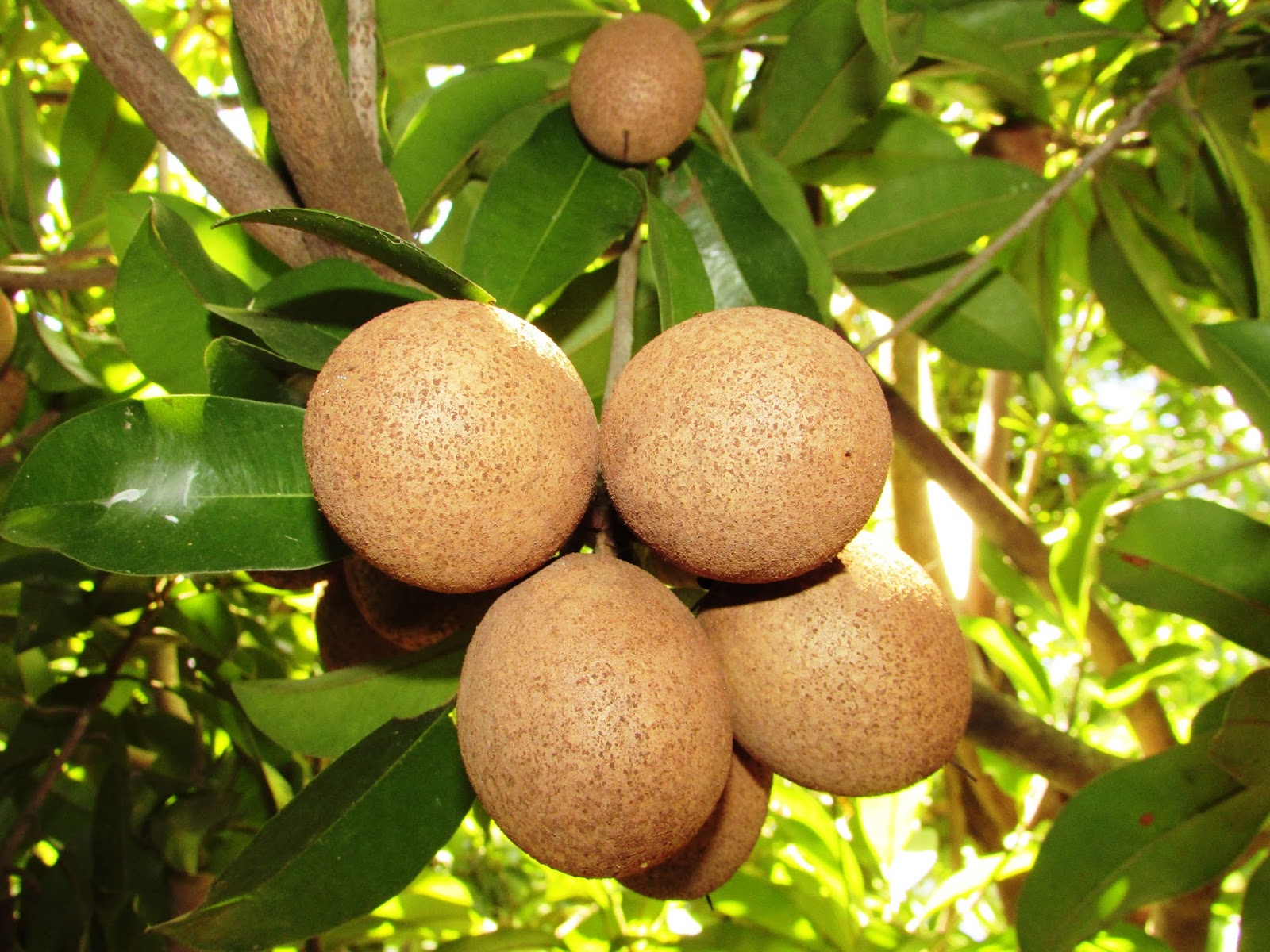 Foto Buah Sawo Manilas - Foto Lepas