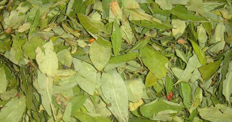 COCA SEEDS : coca leaves effects and tradictional use