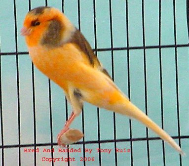 Cara Merawat Kenari Yorkshire ~ Tamsis Canary Farm