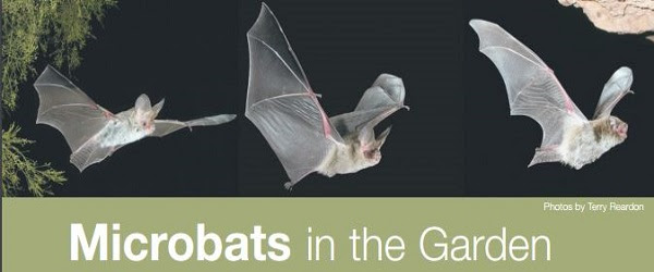 Microbats in the garden