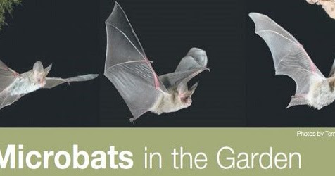 Microbats in the garden