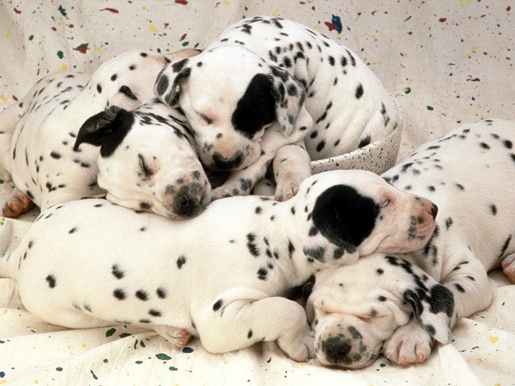 Dalmatian Dog Reviews and Pictures Collections | Dogs Breeds and ...