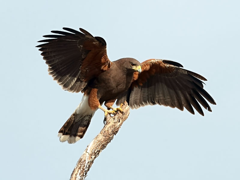 Harris Hawk Stack
