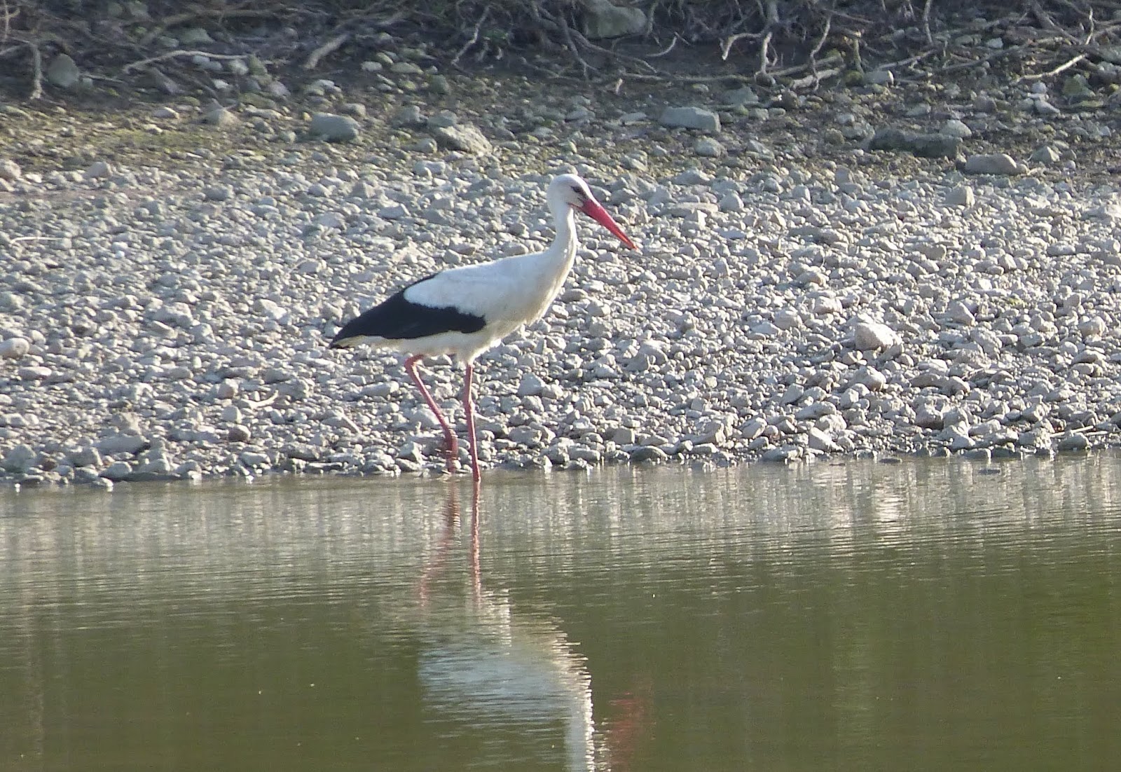 Frumusetile naturii: Barza alba (Ciconia ciconia)