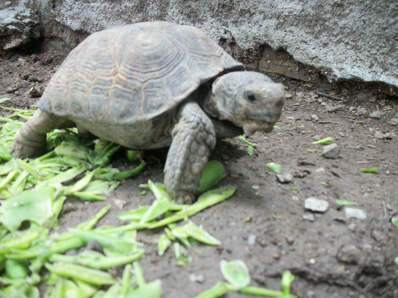 CRIADOR DE LA TORTUGA DE TIERRA,GOPEHRUS BERLANDIERI: 07/03/11