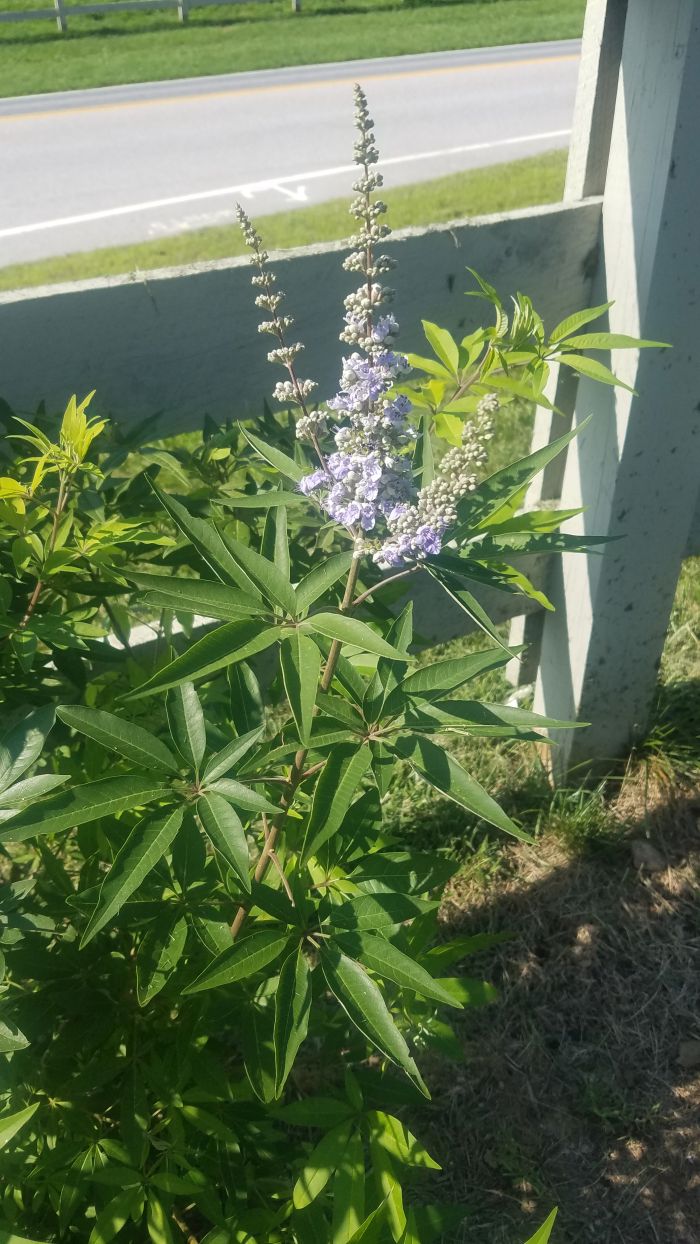 Future Plants by Randy Stewart: Vitex - the Chaste Tree family