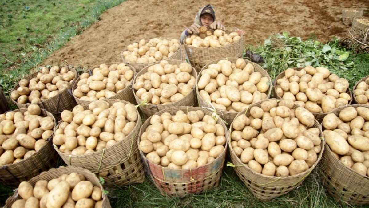 DIENG PLATEU, Wonosobo and Banjarnegara Tourism
